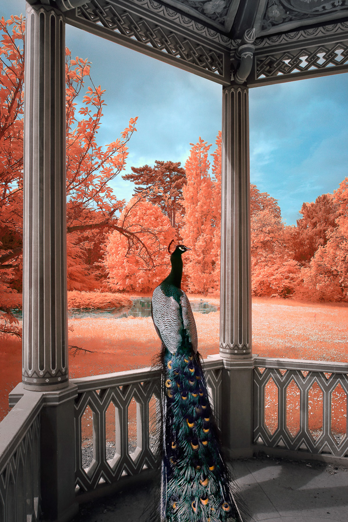 Exposition photographique : "Rêveries en Infrarouge" au Centre d ...